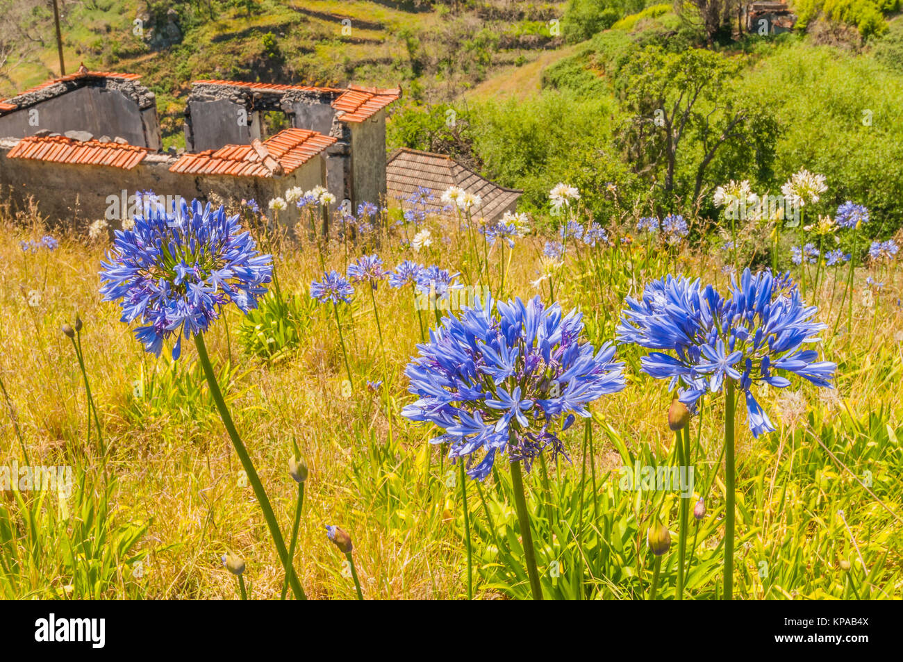 levada walking trail to the east of madeira - levada dos tornos - in ...