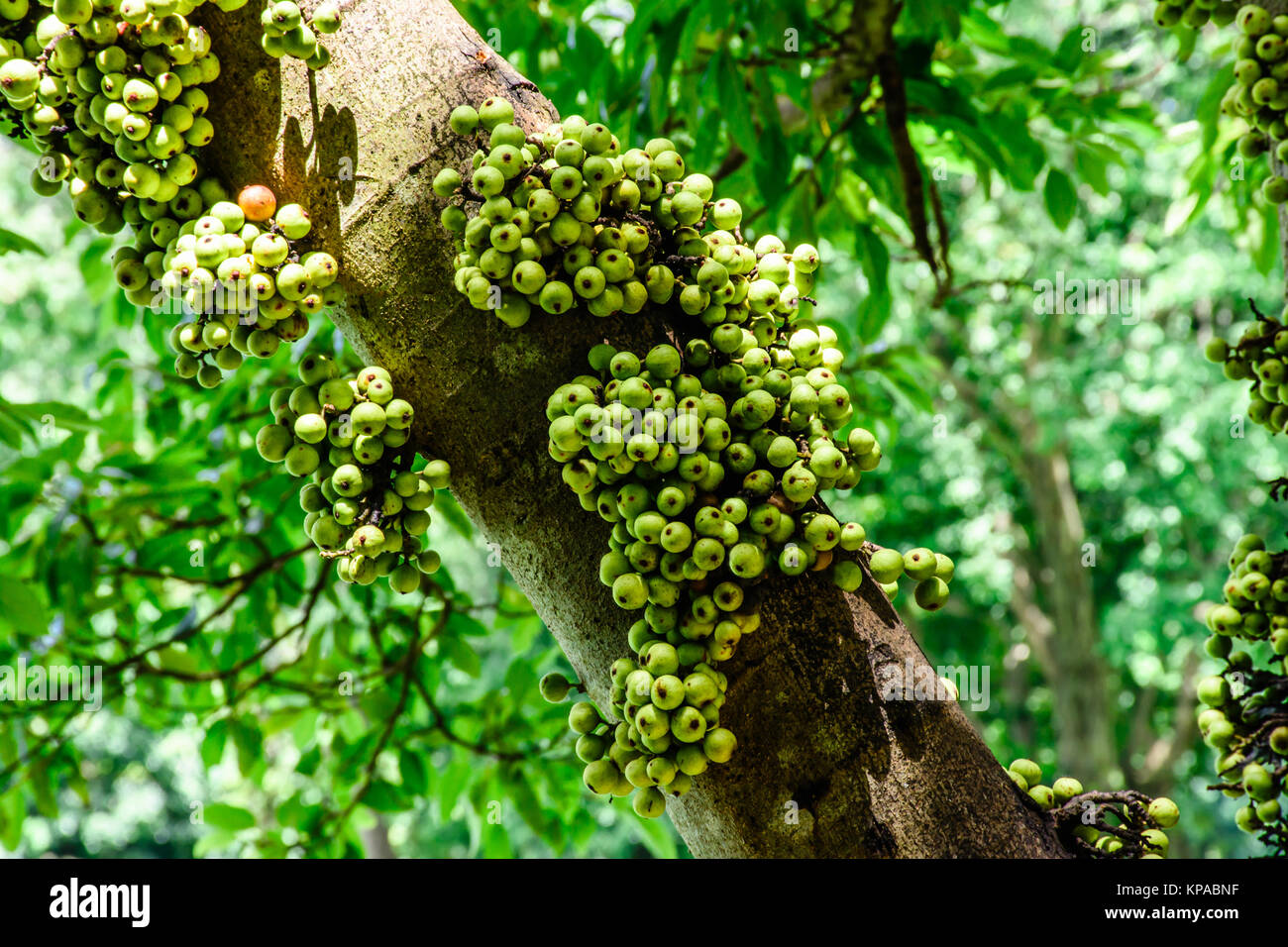 Sycamore fig tree hi-res stock photography and images - Alamy