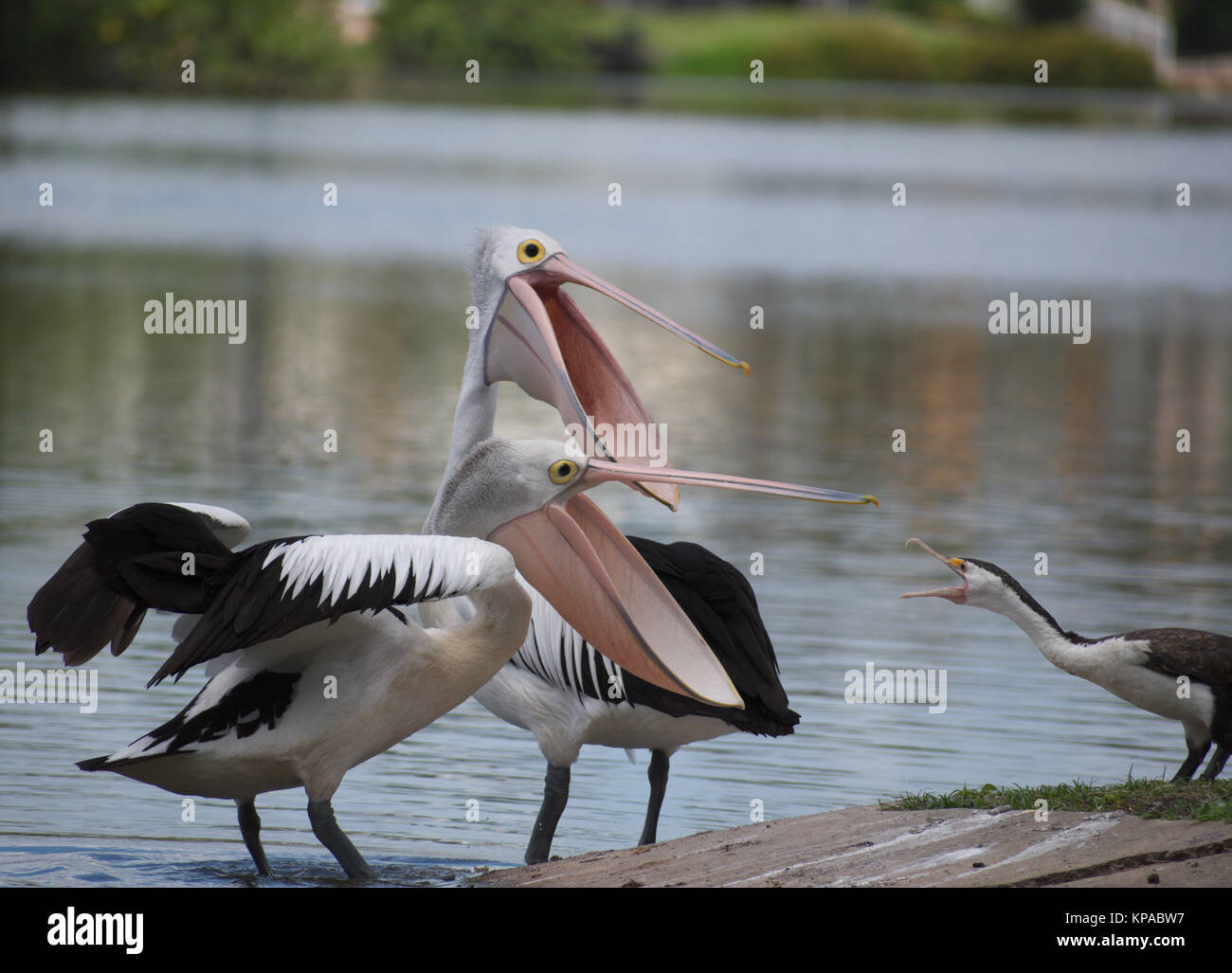 Animals fighting territory hi-res stock photography and images - Alamy