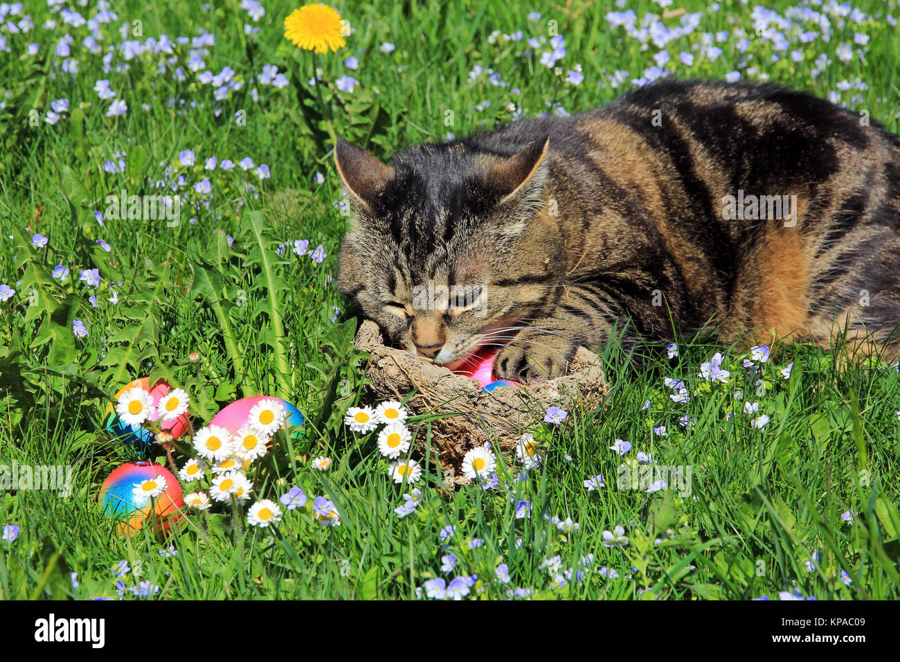 A strange Easter bunny - A cat as an Easter bunny Stock Photo - Alamy