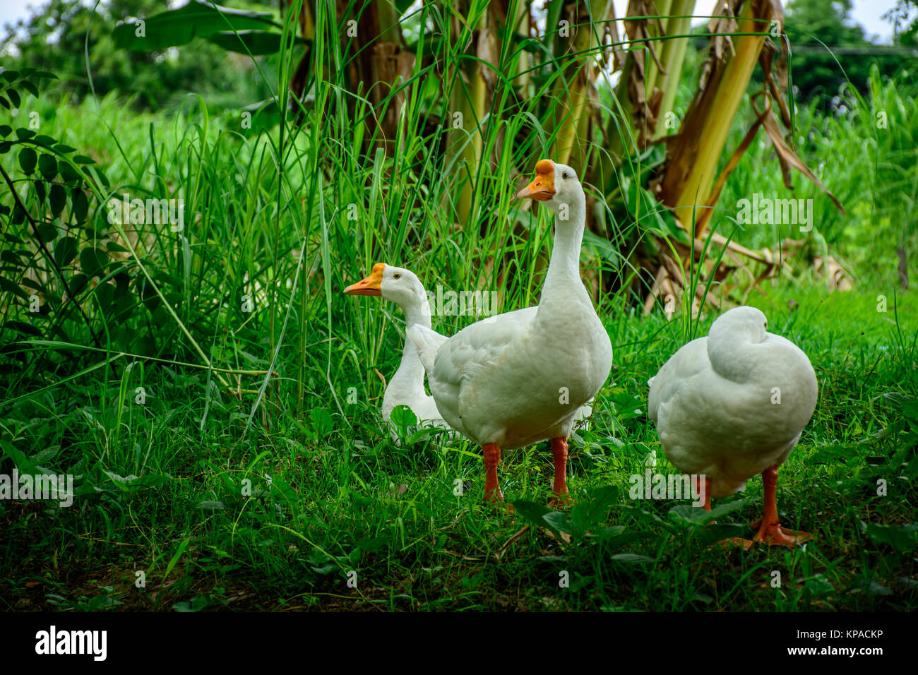 Wild gooses hi-res stock photography and images - Alamy