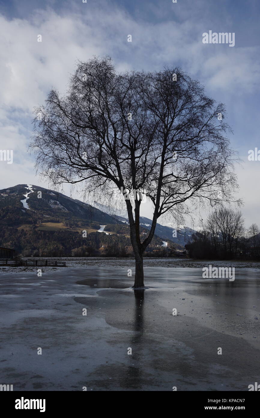 winter,ice lake,lake,tree,deciduous tree,ice sheet,ice,frozen Stock ...