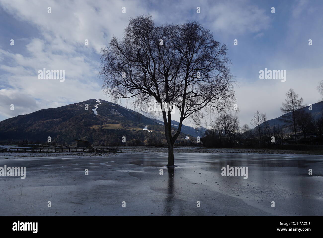 Lake Ice Winter Tree