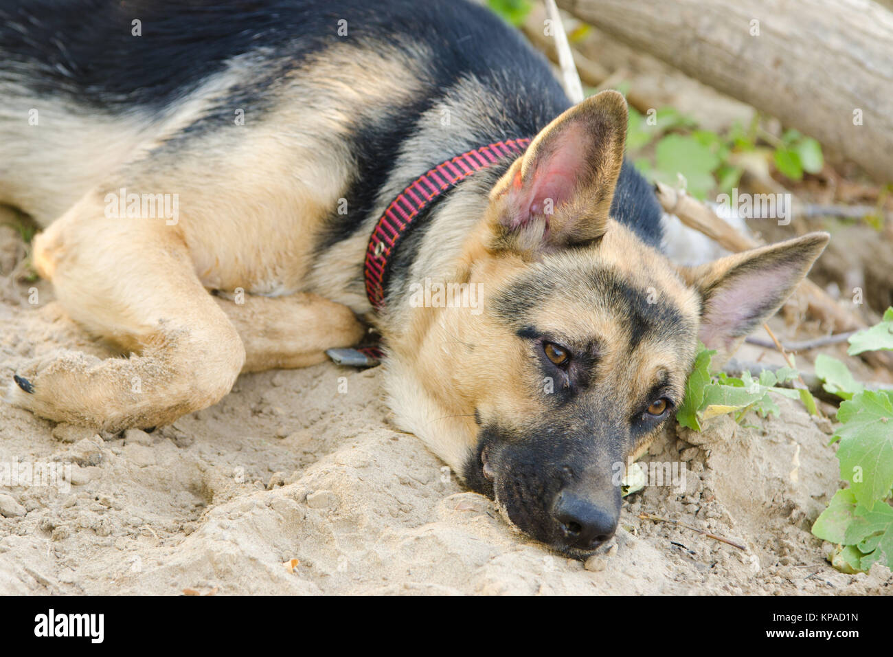 Sad German Shepherd