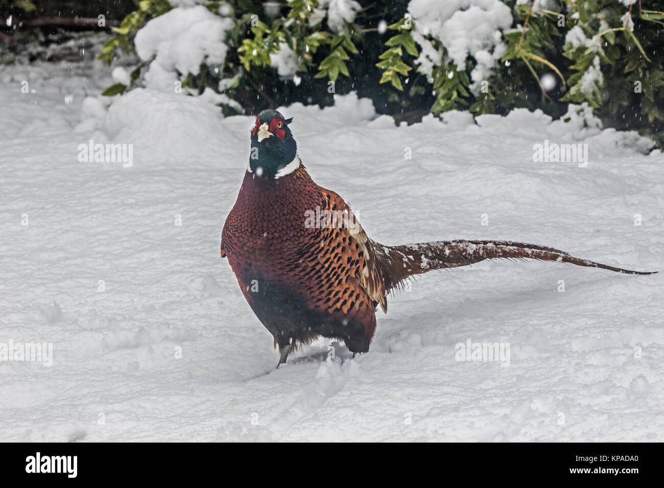 Male Pheasant Phasianus colchicus in heavy snow Stock Photo - Alamy