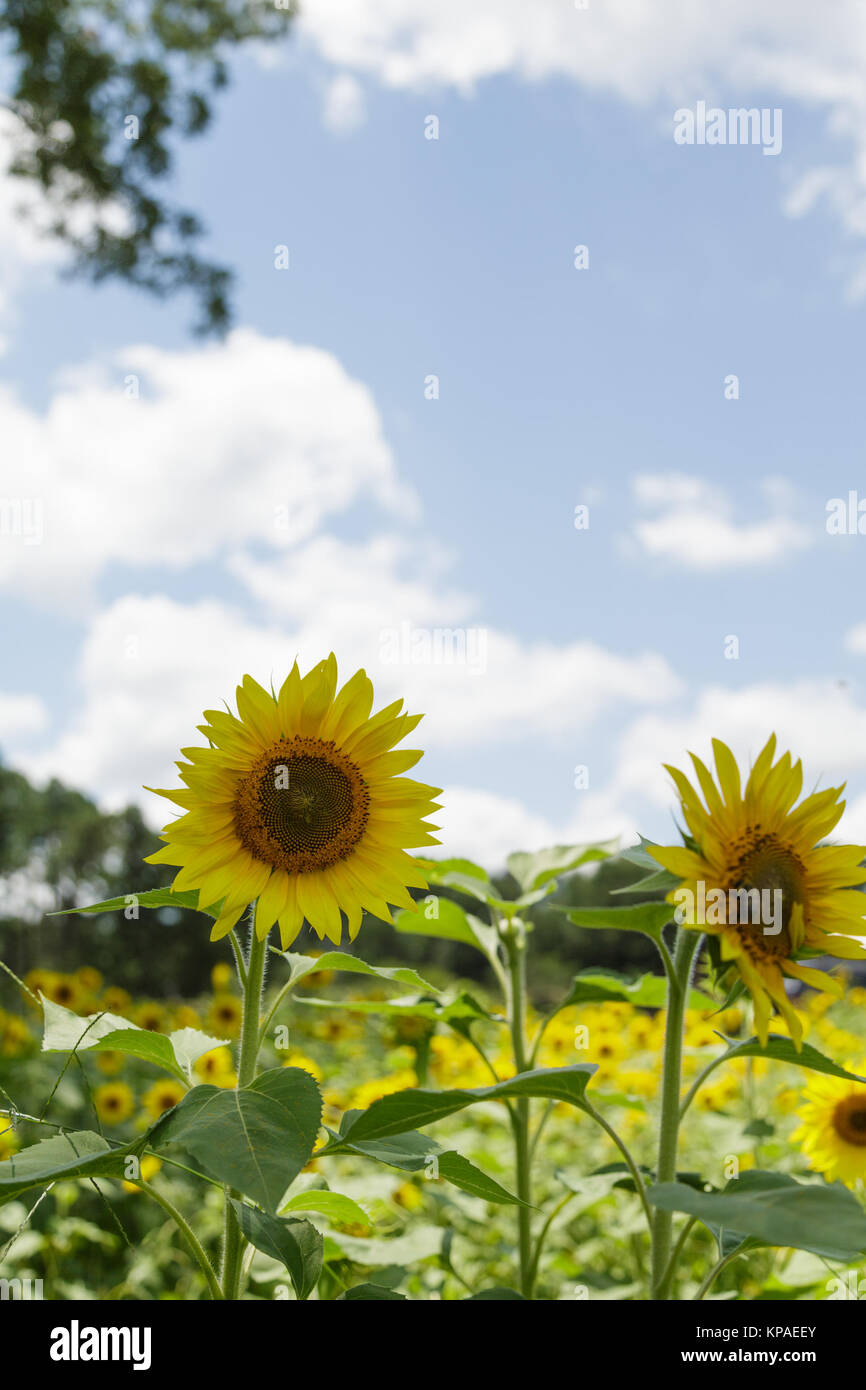 A field of brilliant yellow sunflowers in a sunny, summer field Stock ...