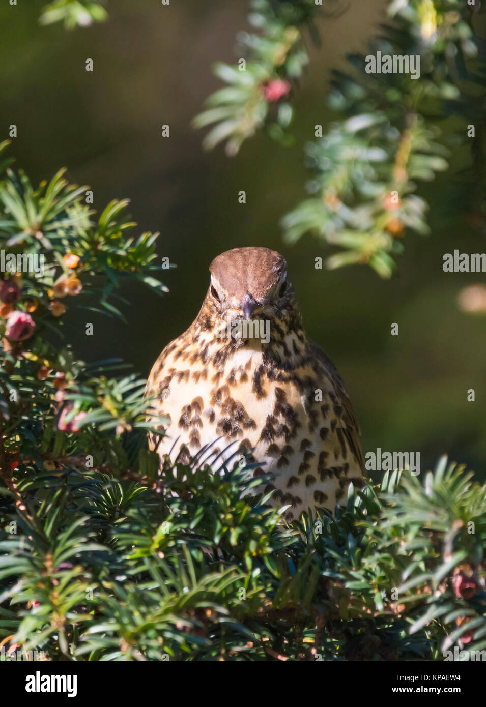 Song Thrush bird (Turdus philomelos) perched in a tree in Winter in ...