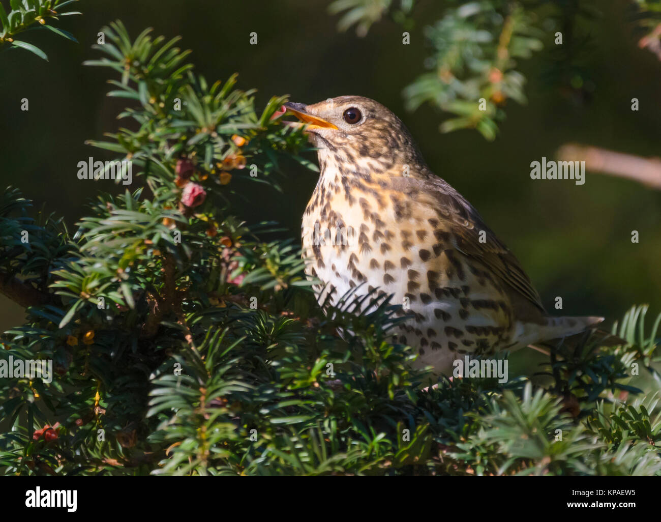 Bird Eating Fruit Tree High Resolution Stock Photography and Images - Alamy