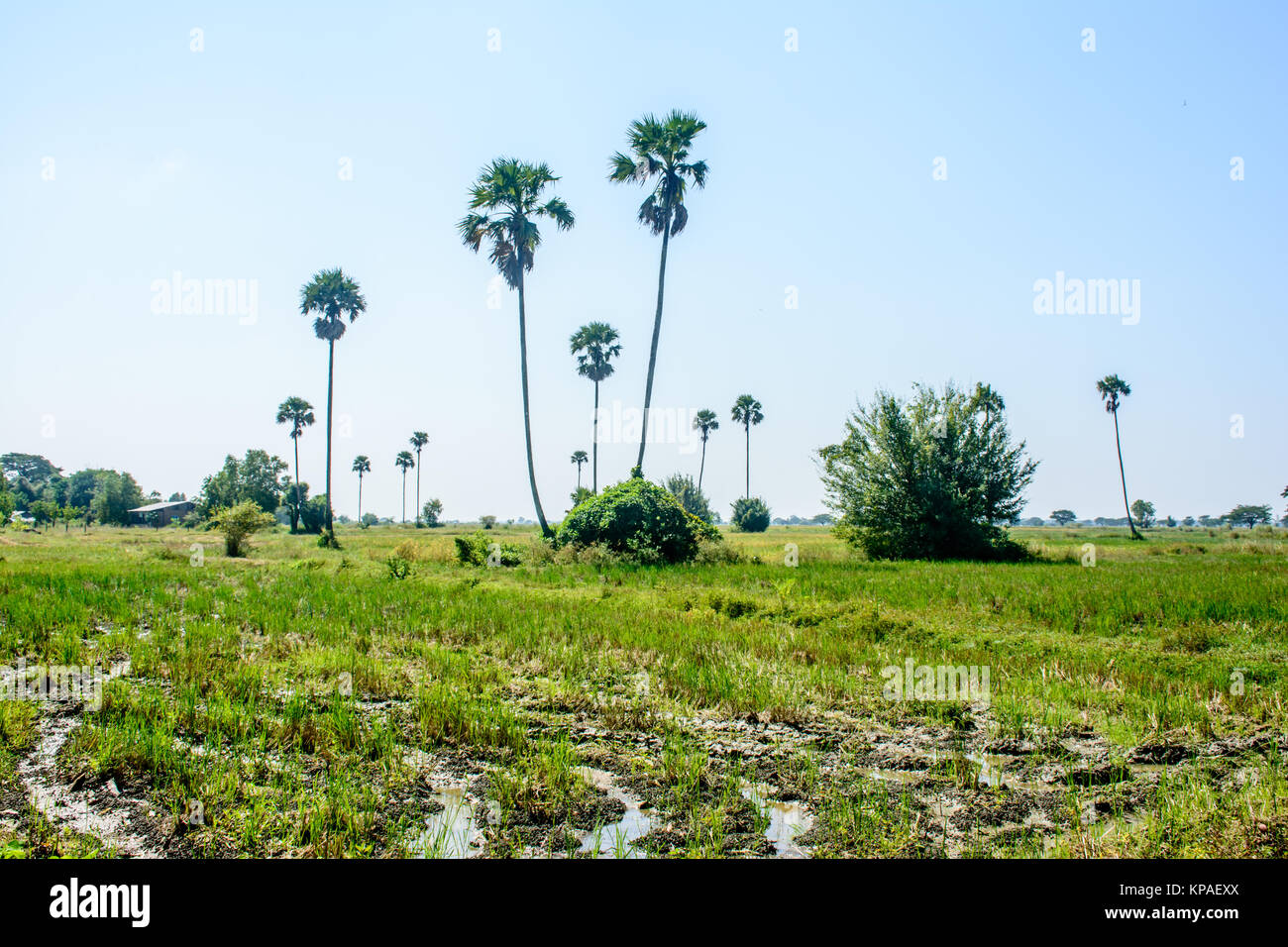 Myanmar Rice Field House High Resolution Stock Photography and Images ...