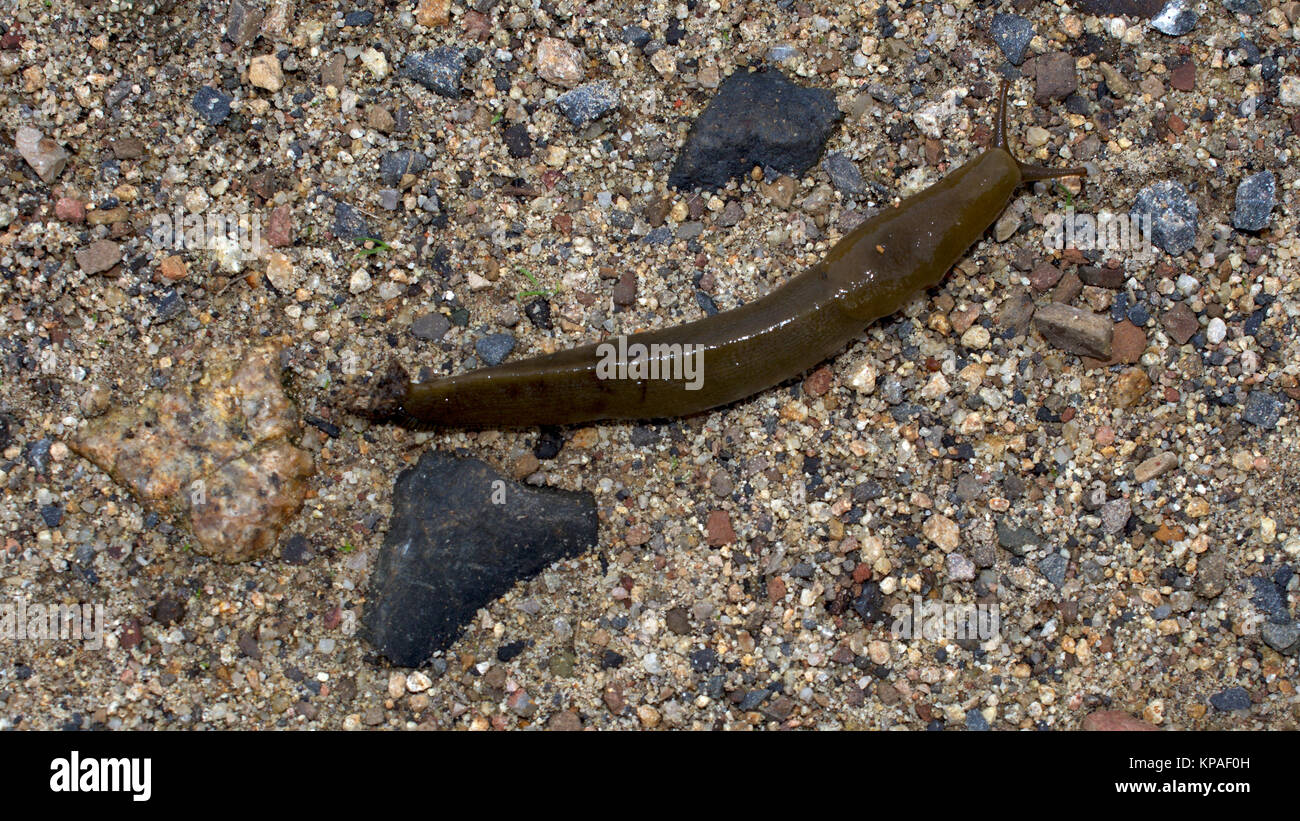Brown Banana slug, Ariolimax columbianus, on the sand in California ...
