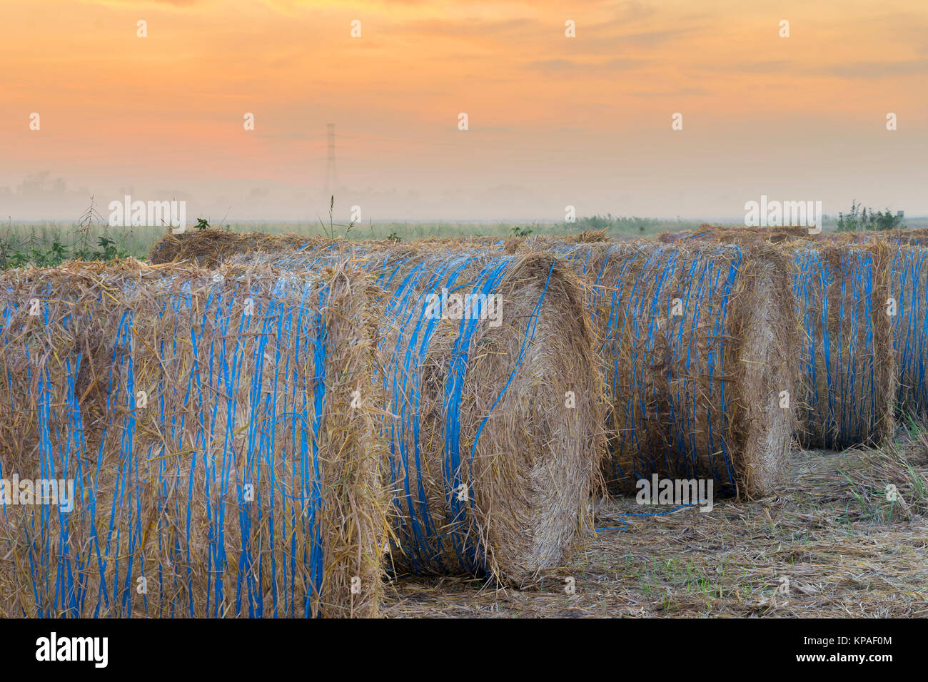 Rolls of paddy straw with sunrise golden skies background Stock Photo ...