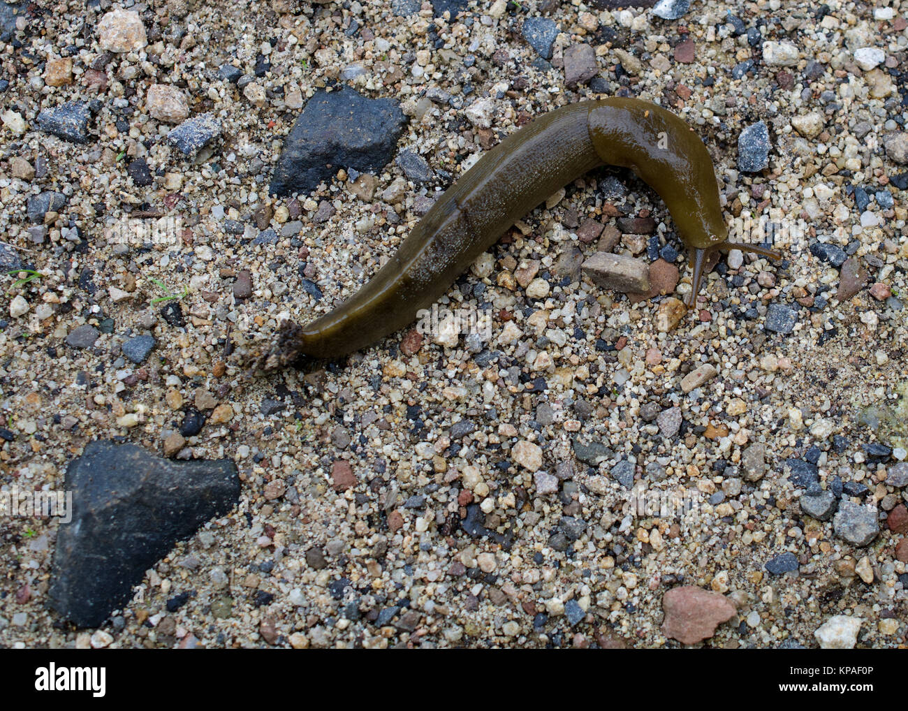 Brown Banana slug, Ariolimax columbianus, on the sand in California ...