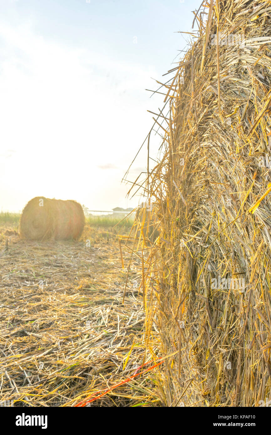 Paddy straw close up Stock Photo - Alamy