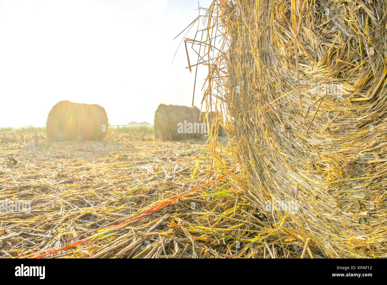 Paddy straw close up Stock Photo - Alamy