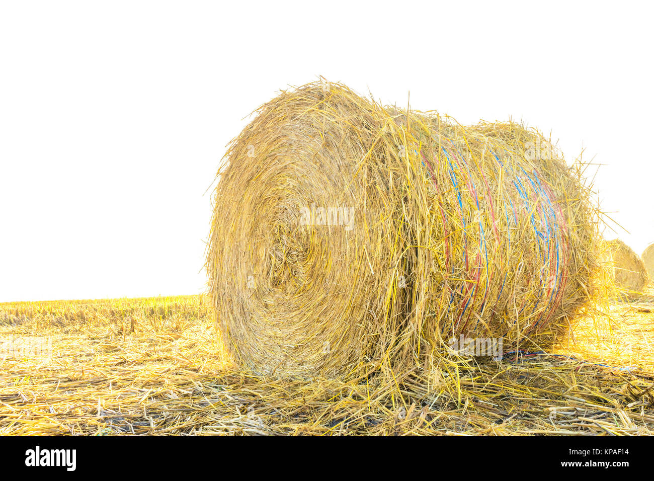 Rolls of paddy straw with natural lighting Stock Photo - Alamy