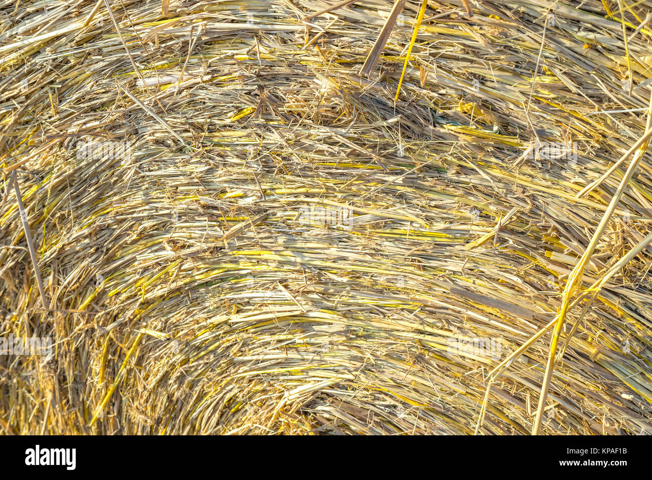 Paddy straw close up Stock Photo - Alamy
