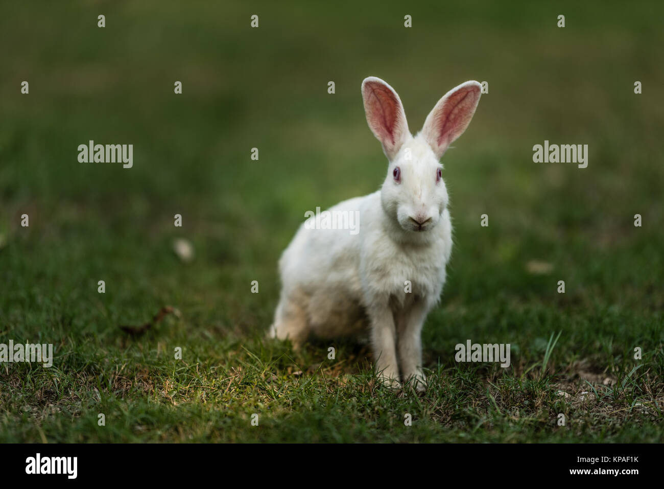 White colored bunny standing and watching Stock Photo - Alamy