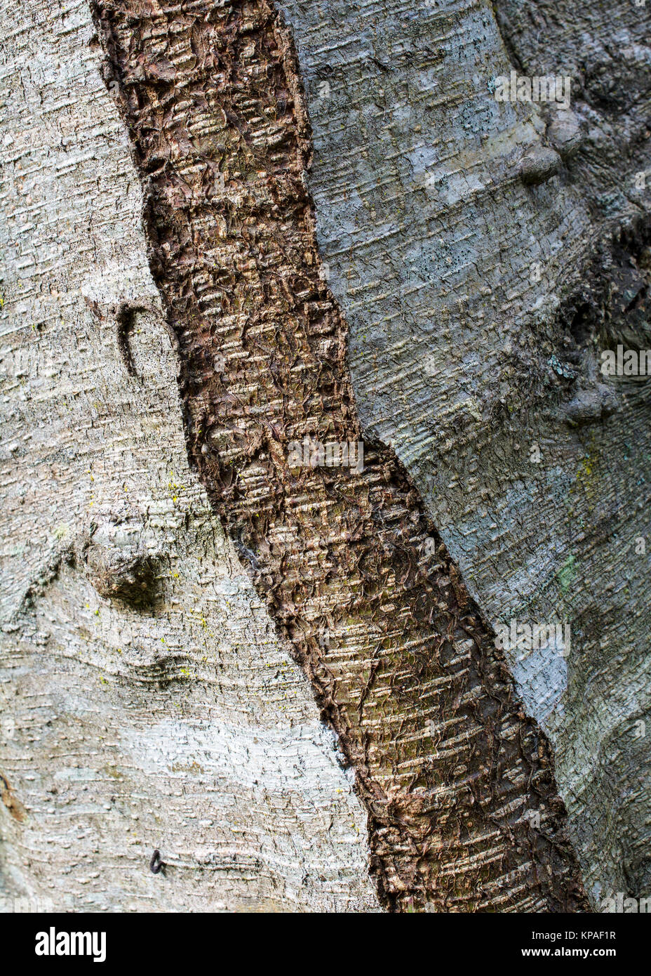 The bark of a Alder (Alnus) tree - texture or background Stock Photo ...