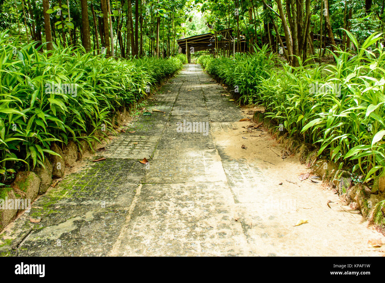 Straight path pathway hi-res stock photography and images - Alamy