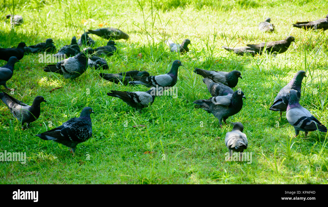 Group of pigeons hi-res stock photography and images - Alamy