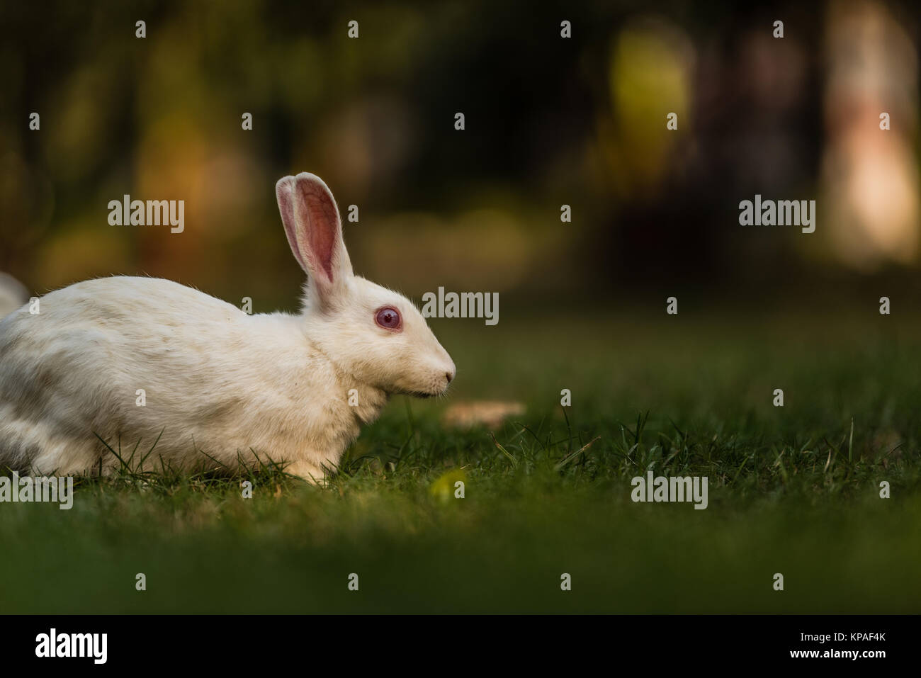 White colored bunny watching while laying on grass Stock Photo - Alamy