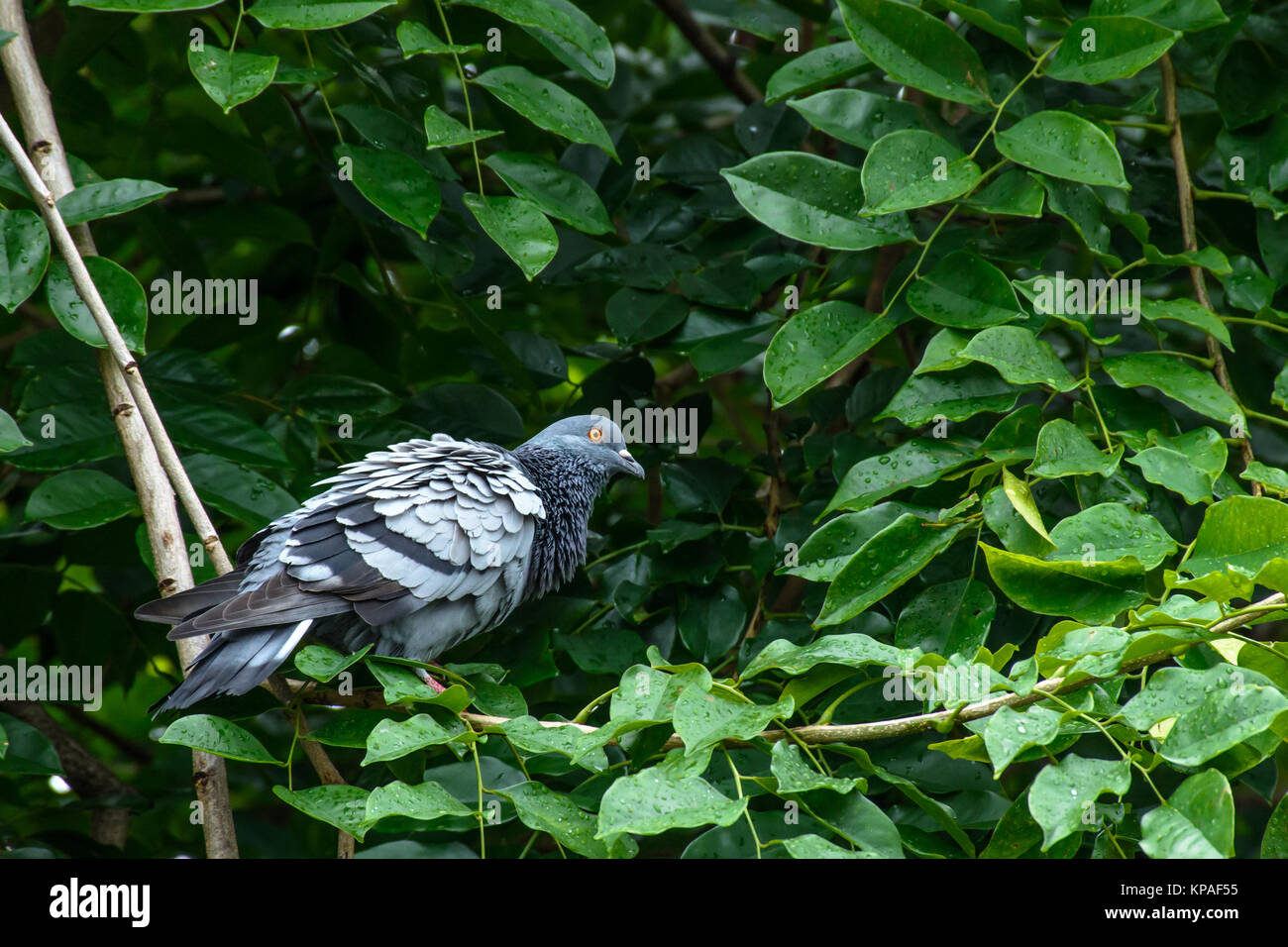 pigeons that are perched on the gumkino tree Stock Photo - Alamy