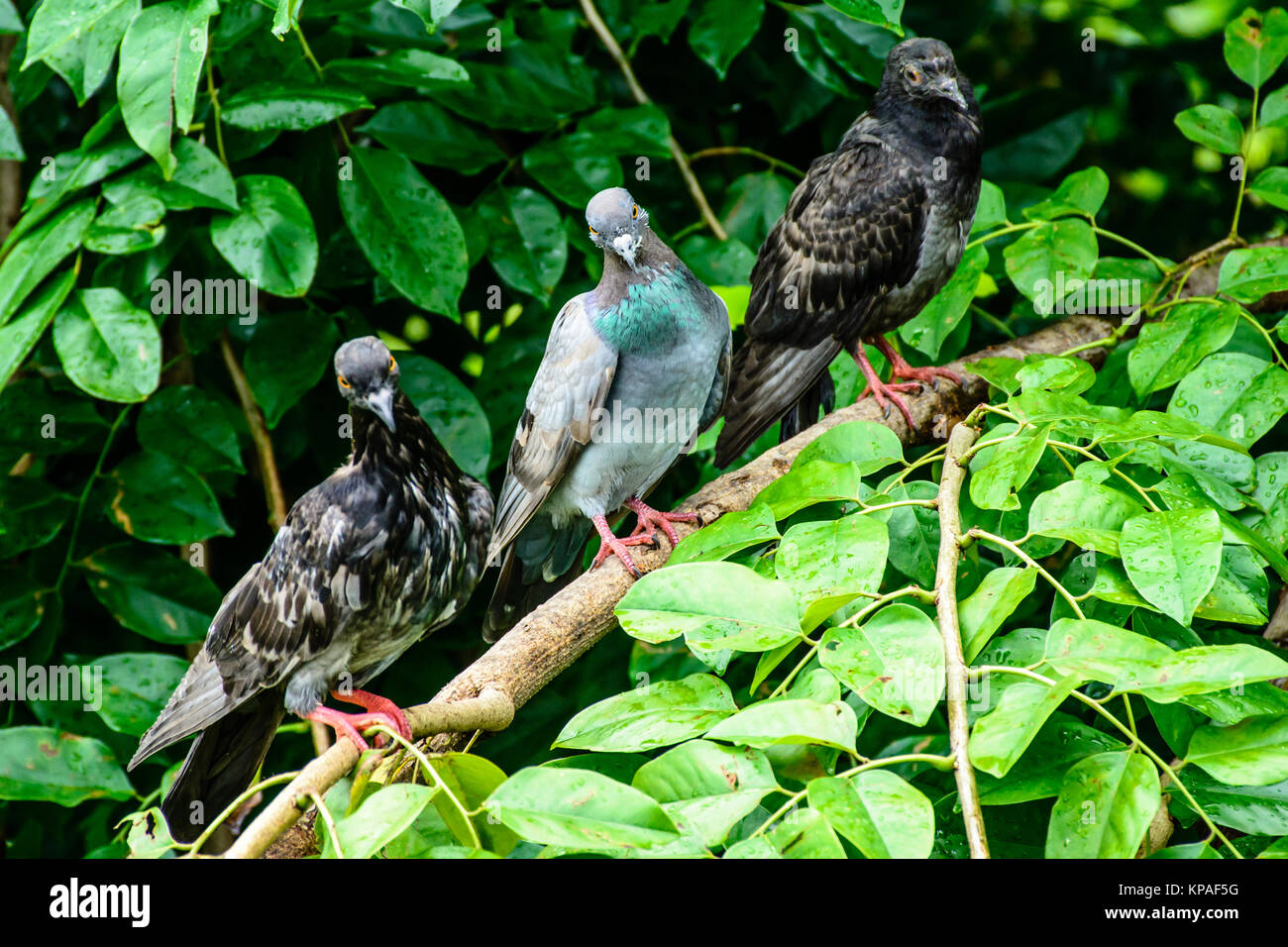 pigeons that are perched on the gumkino tree Stock Photo - Alamy