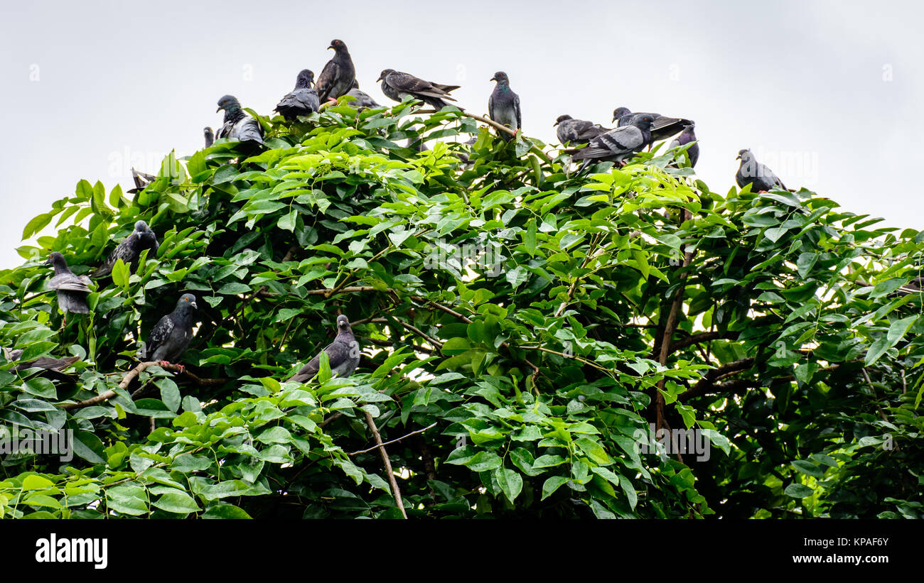pigeons that are perched on the gumkino tree Stock Photo - Alamy