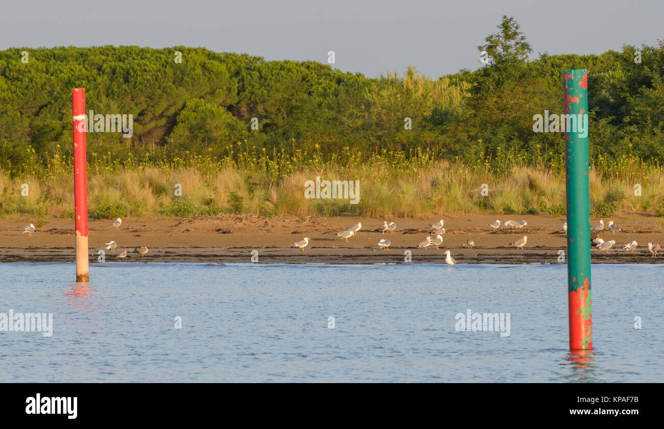 views of the landscape of the lagoon in Bibione Pineda Stock Photo - Alamy