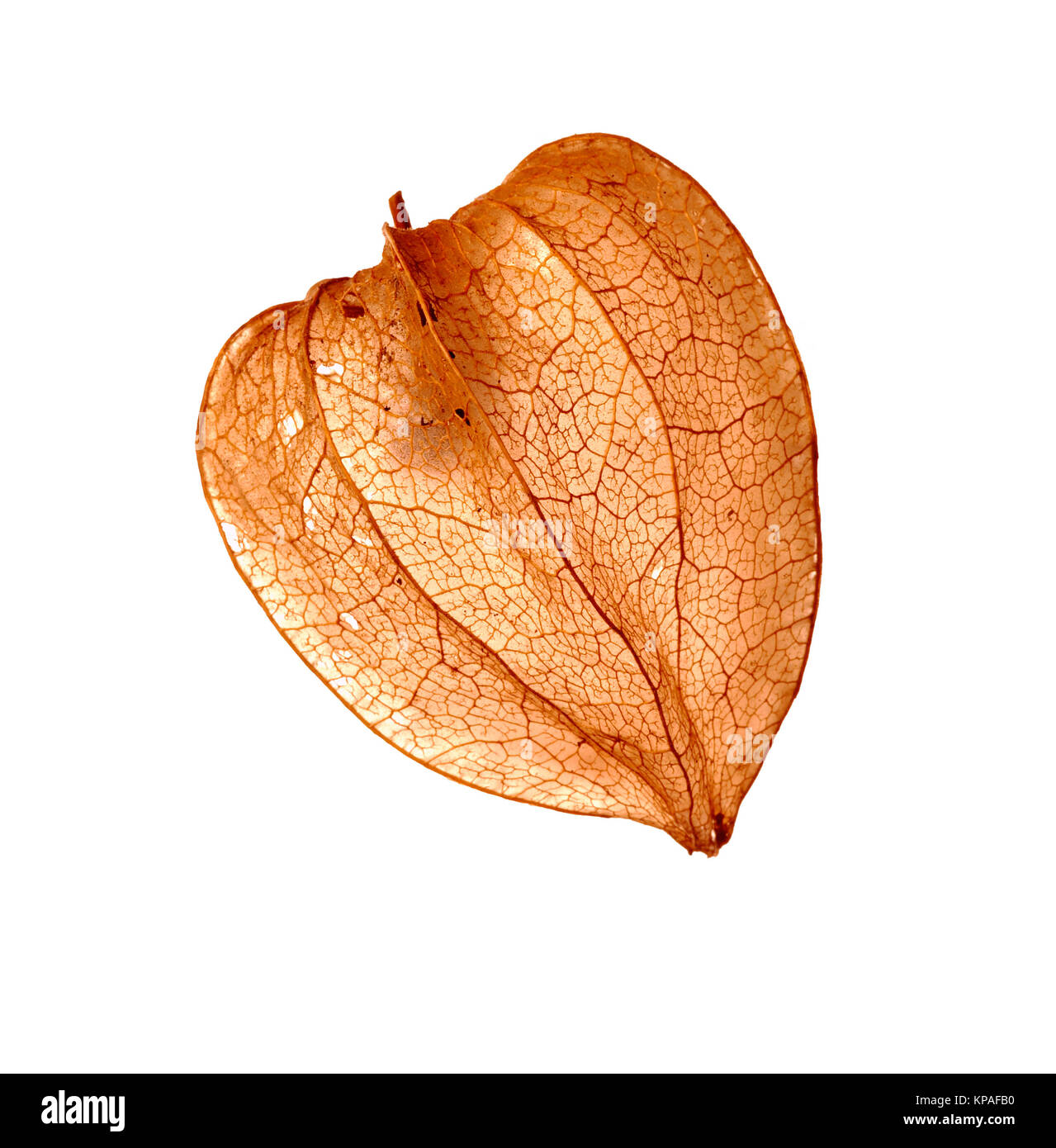 Fruit - Cape gooseberry Stock Photo - Alamy