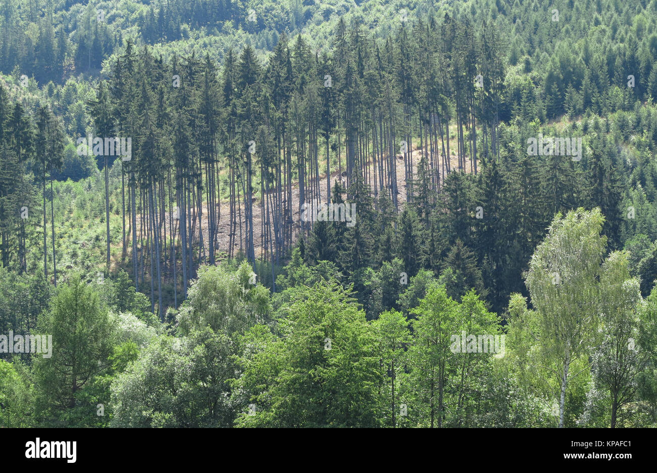 Mixedwood forest hi-res stock photography and images - Alamy