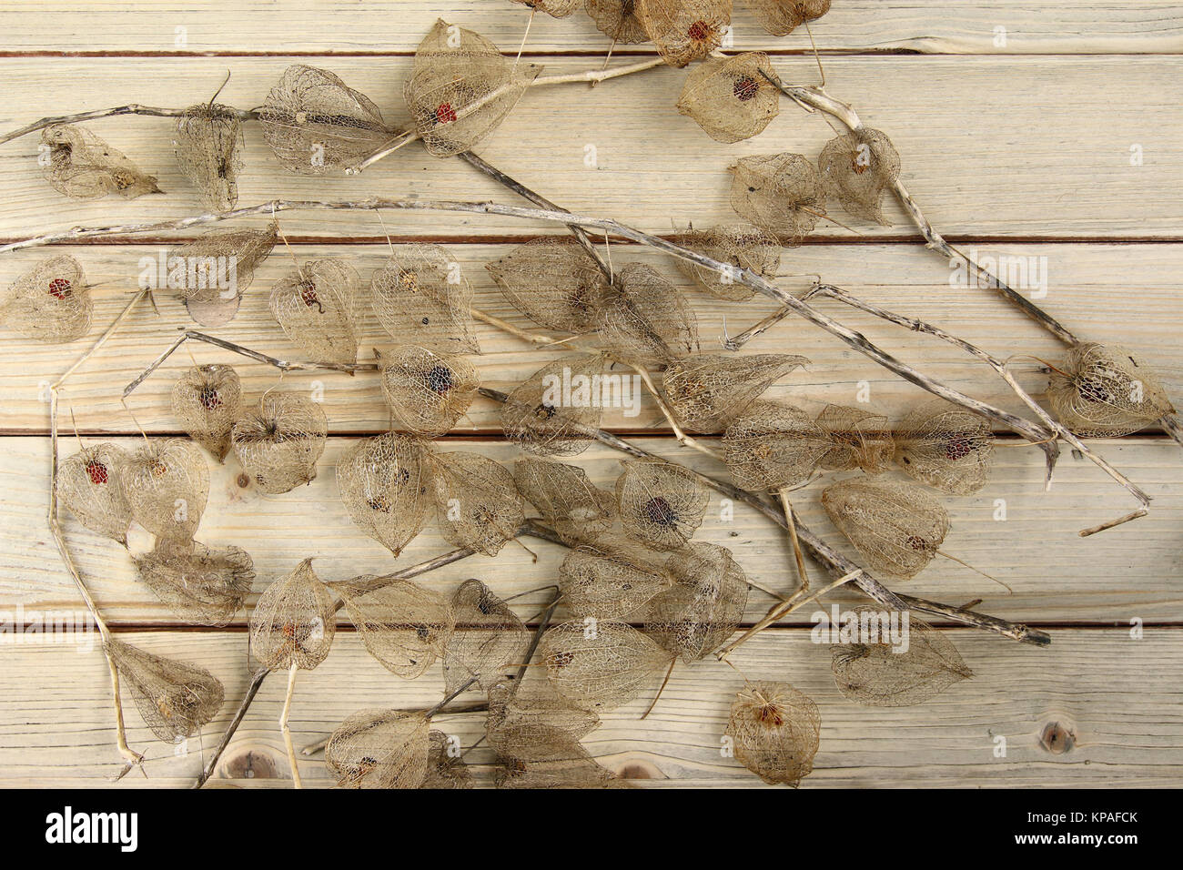 Dried Fruits of the Cape Gooseberry Stock Photo - Alamy