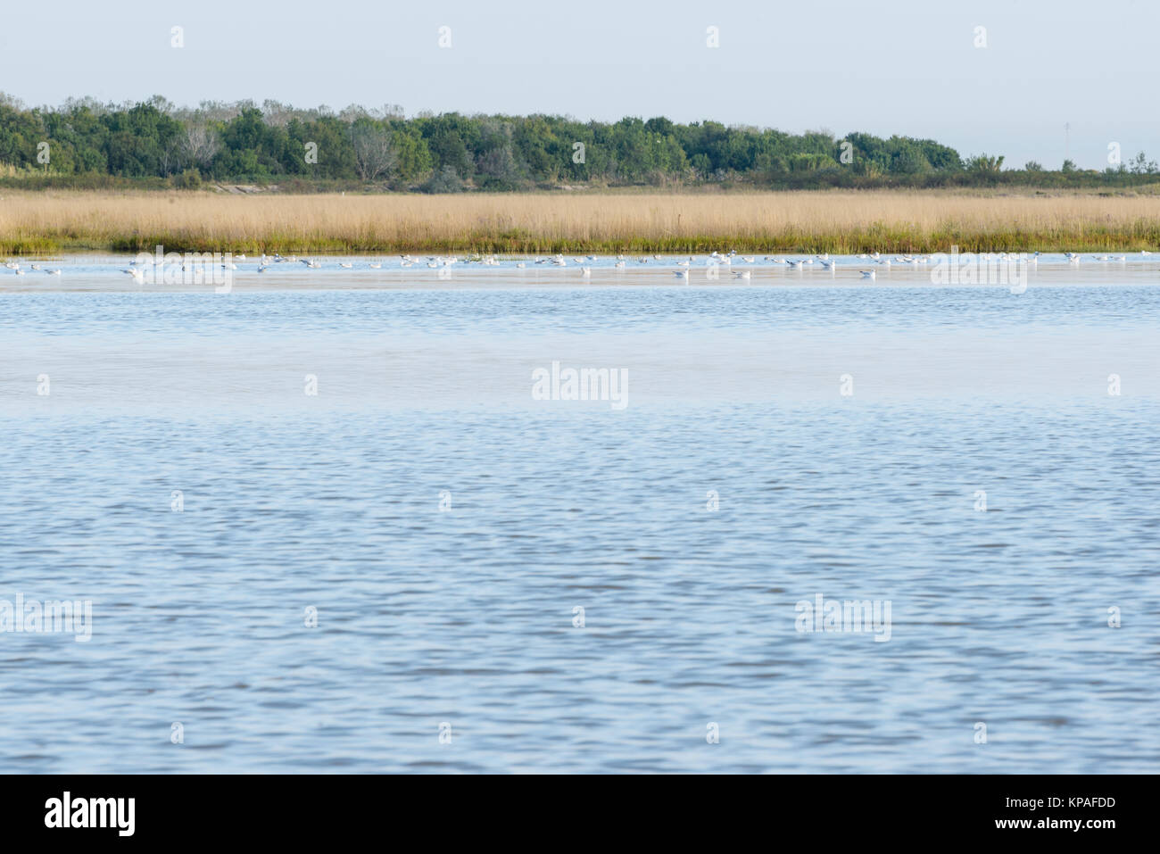 views of the landscape of the lagoon in Bibione Pineda Stock Photo - Alamy