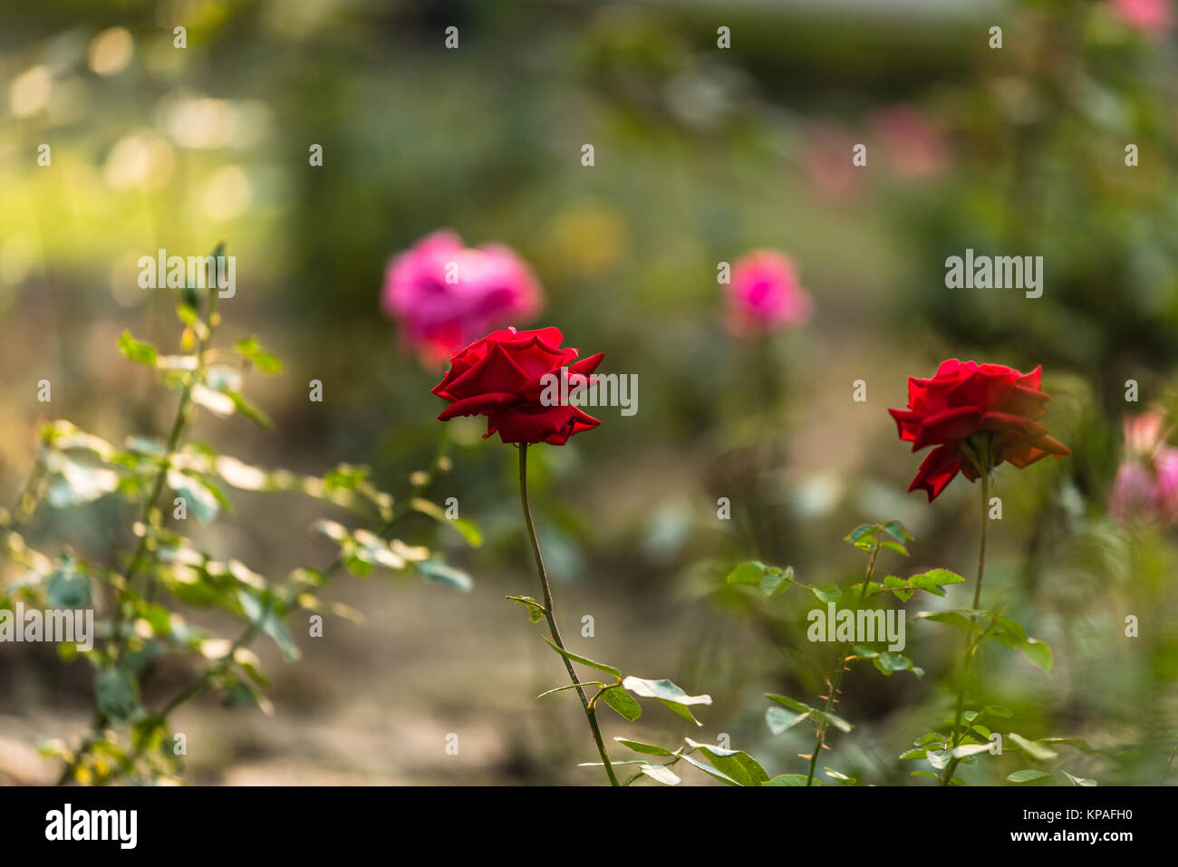 Red roses bloomed in garden Stock Photo - Alamy