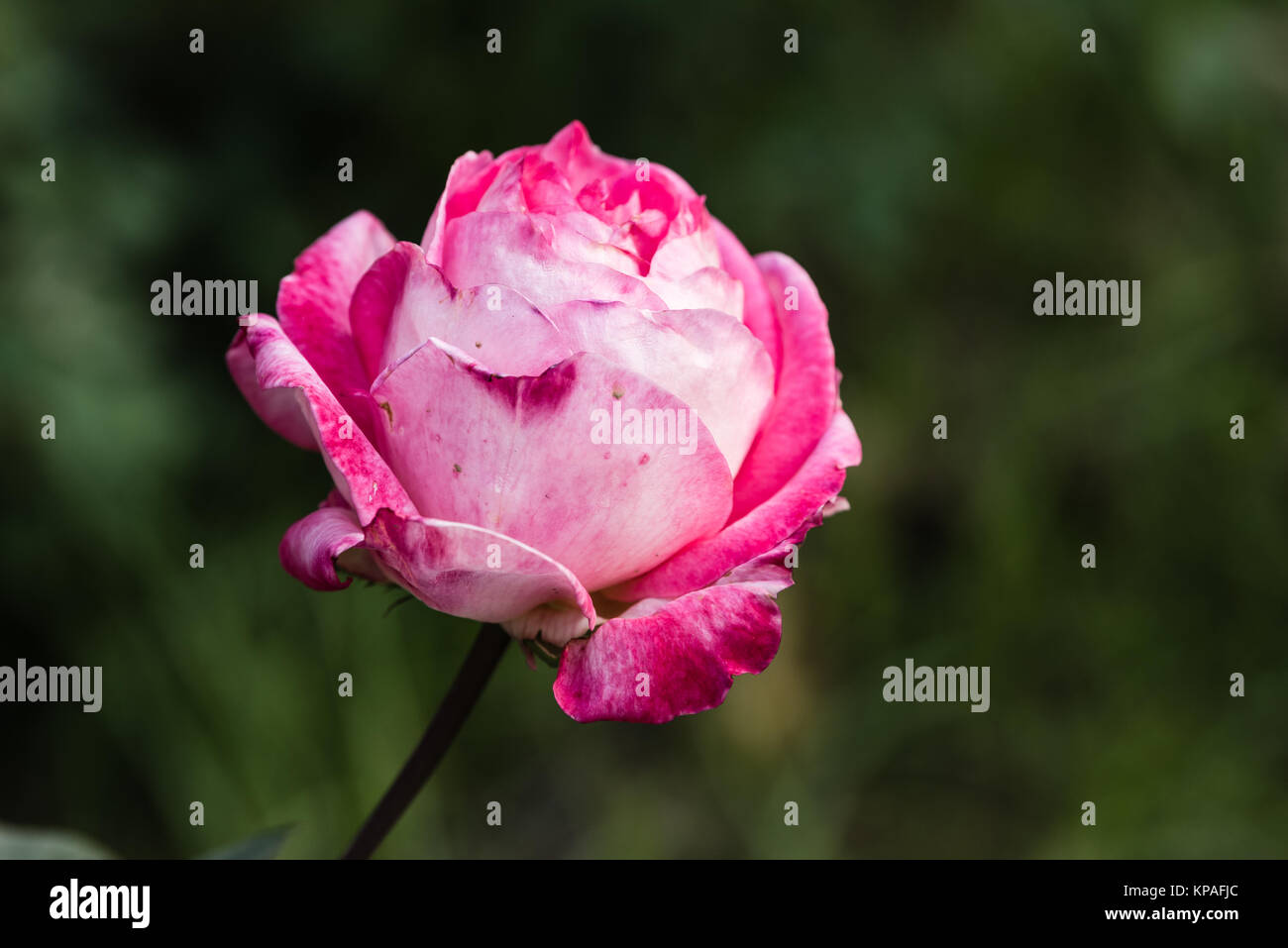 Large Pink rose bloomed in garden Stock Photo - Alamy