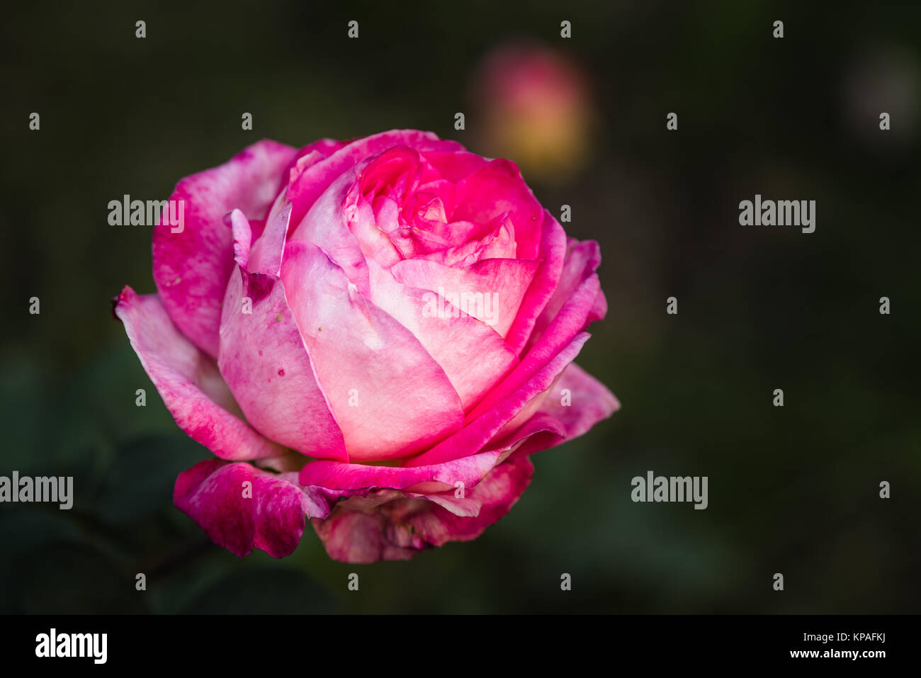 Large Pink rose bloomed in garden Stock Photo - Alamy