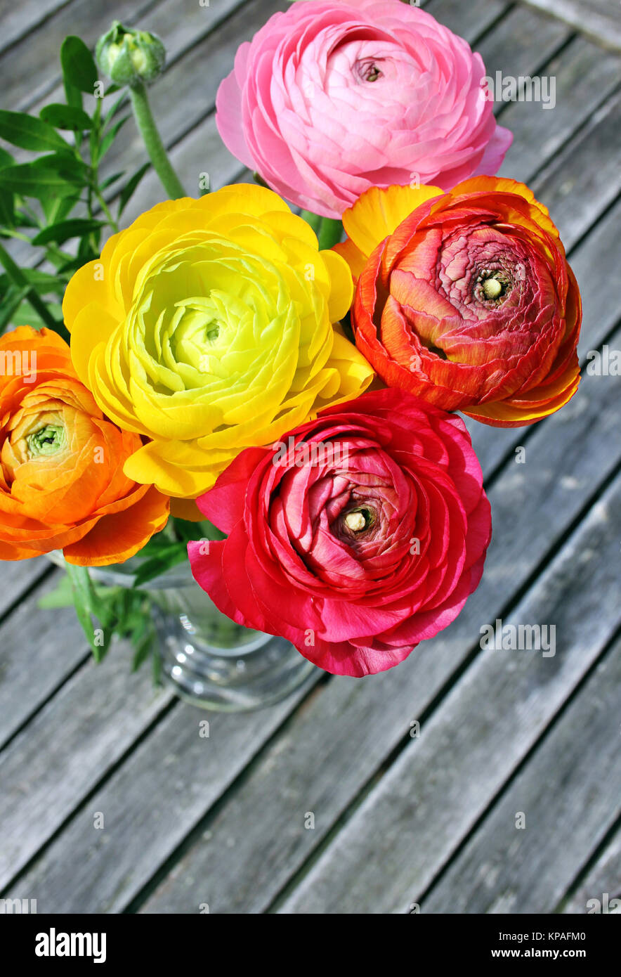 Ranunkel High Resolution Stock Photography and Images - Alamy