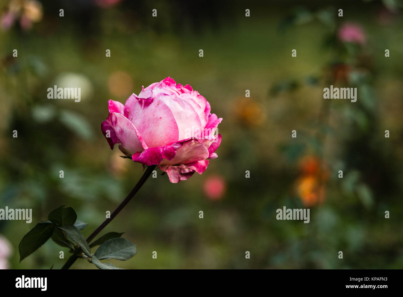 Large Pink rose bloomed in garden Stock Photo - Alamy