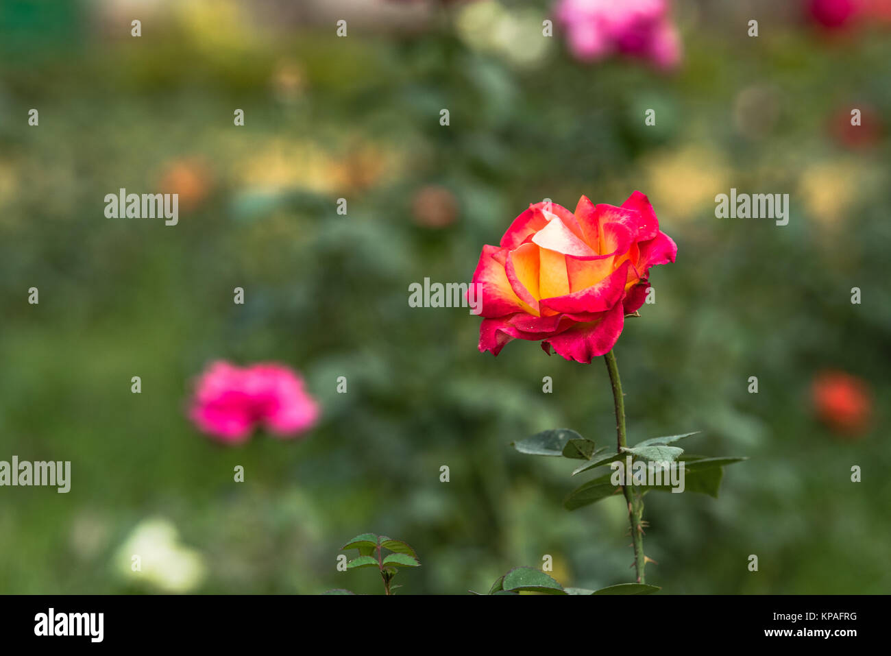 Red roses bloomed in garden Stock Photo - Alamy
