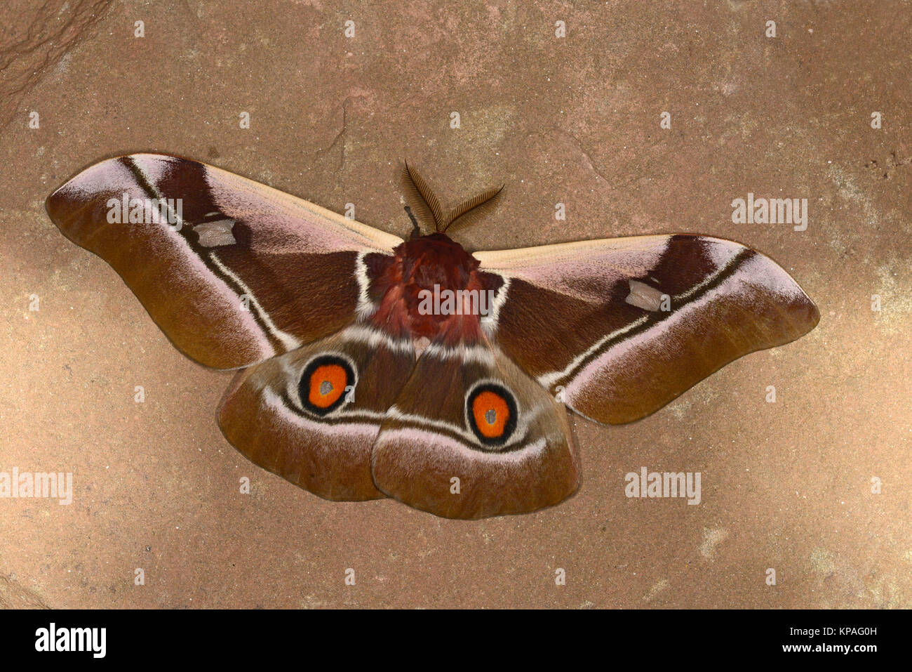 African Emperor Moth ( Gonimbrasia zambesina) adult male, wings ...