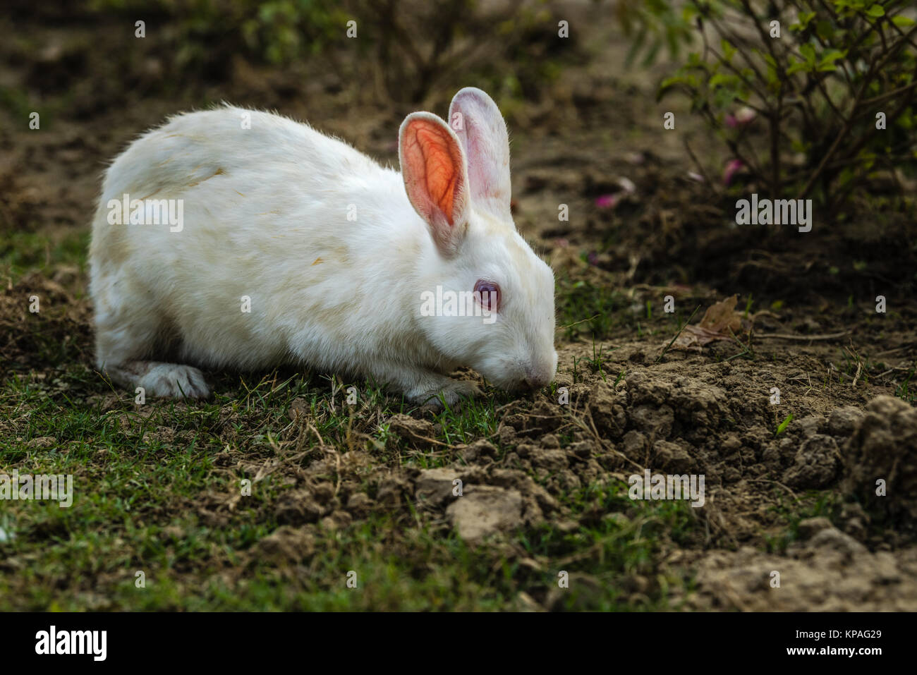 White rabbit eating grass Stock Photo - Alamy