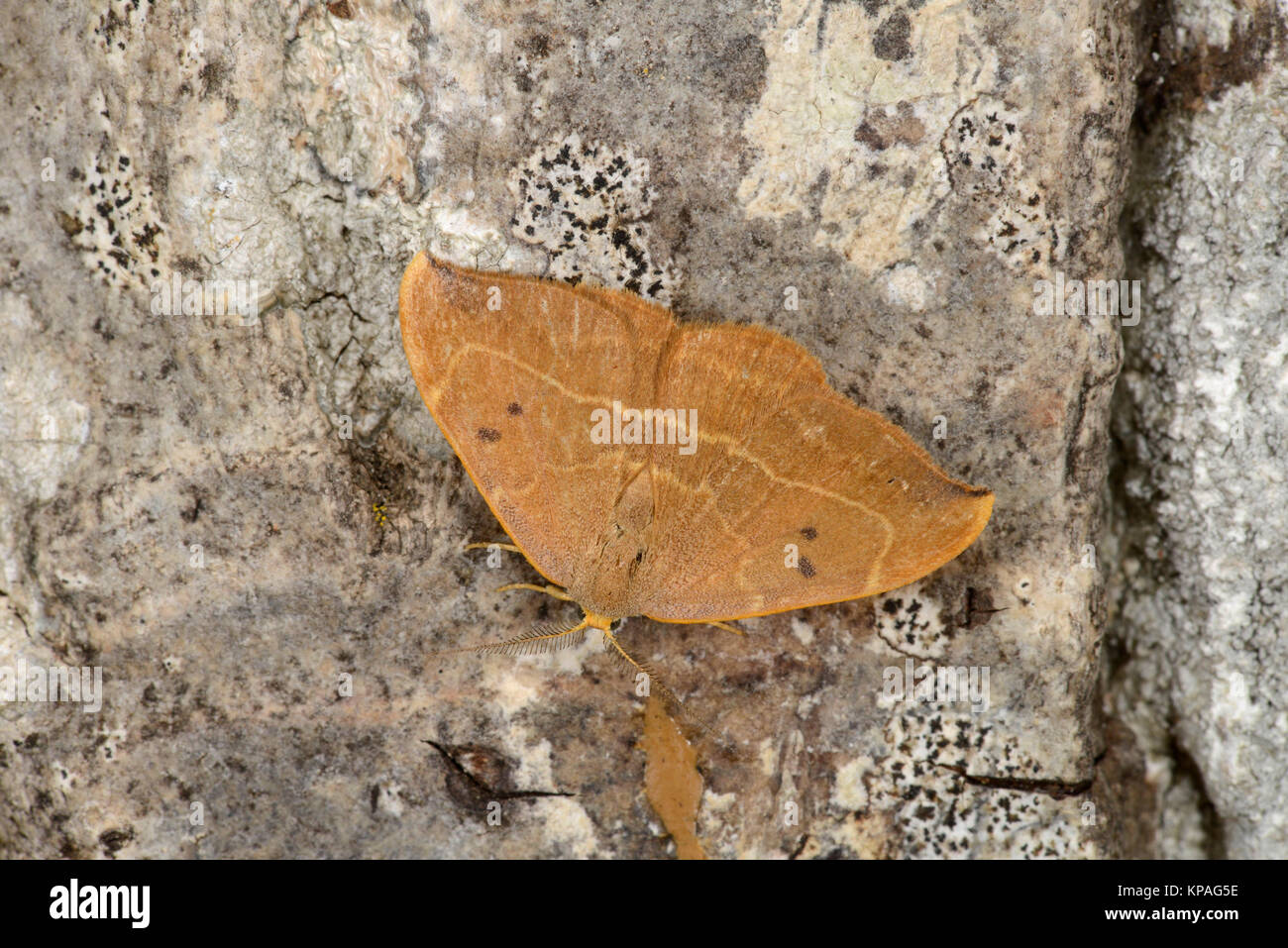 Hook Tip High Resolution Stock Photography and Images - Alamy