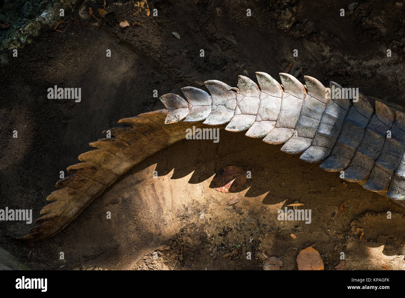 Reptile body curve hi-res stock photography and images - Alamy