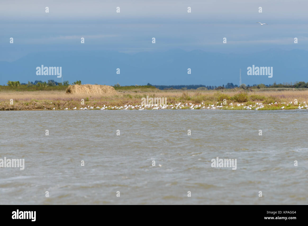 views of the landscape of the lagoon in Bibione Pineda Stock Photo - Alamy