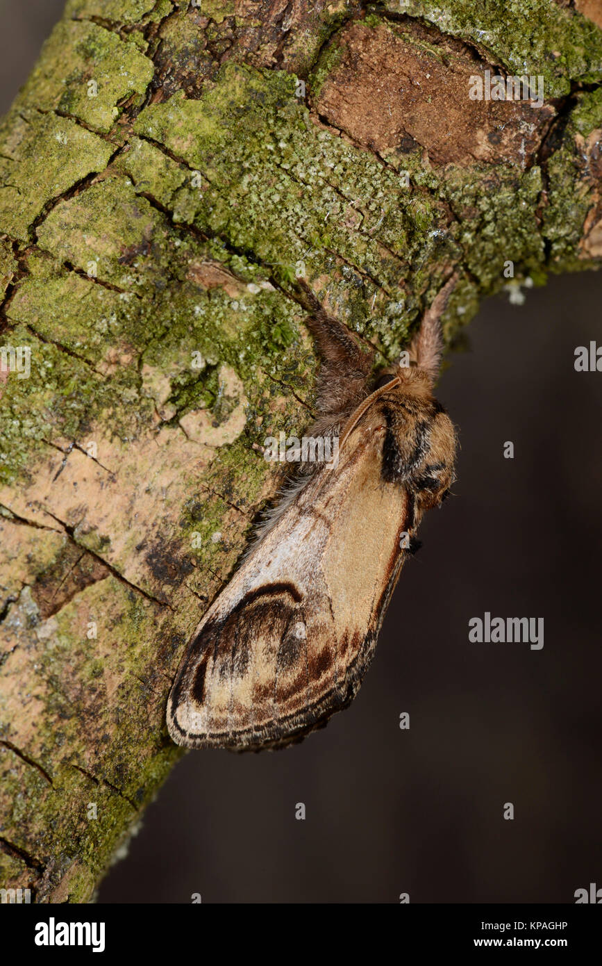Pebble prominent moth hi-res stock photography and images - Alamy