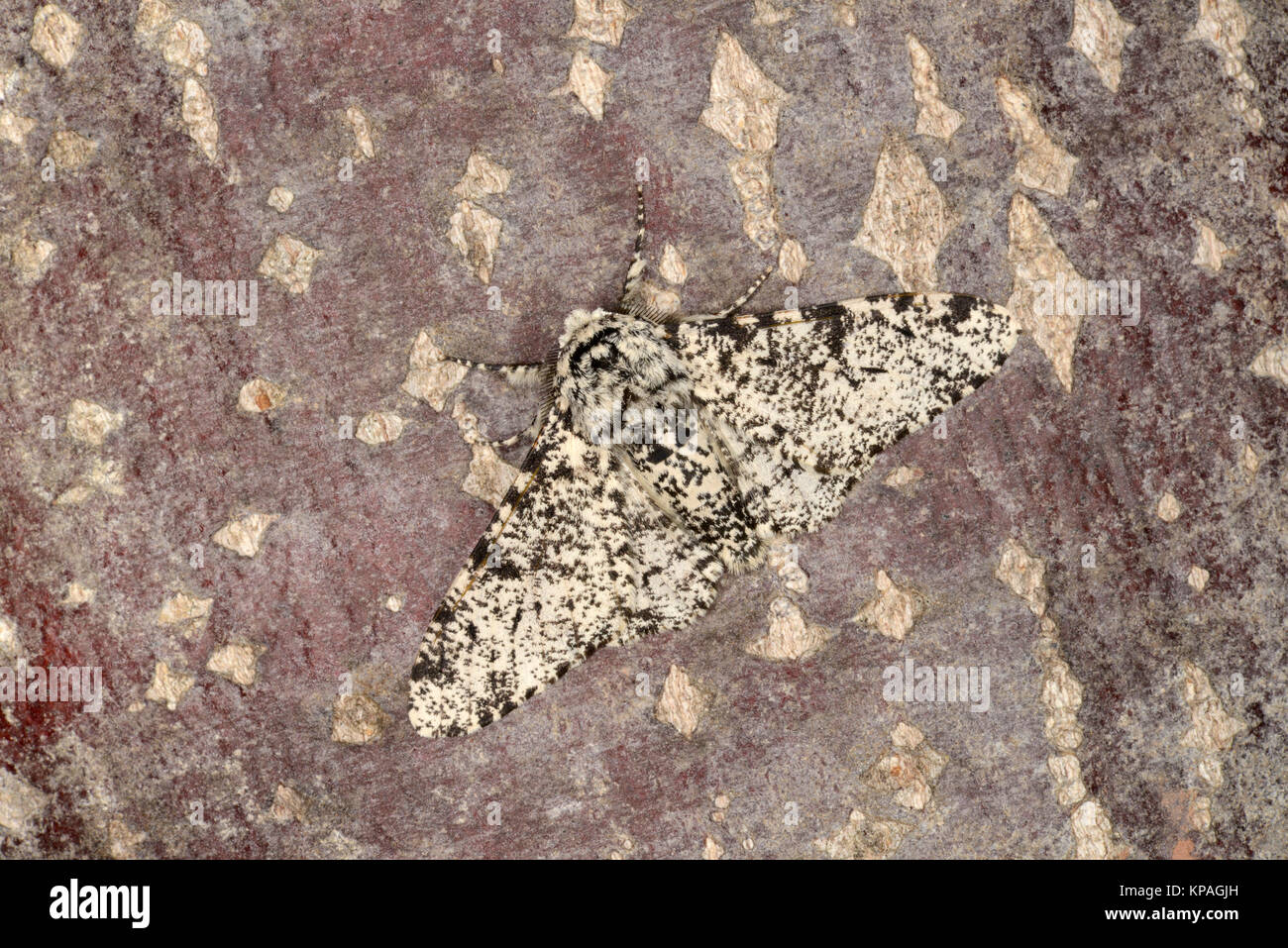 Peppered Moth (Biston betularia) adult male at rest on tree rtunk ...