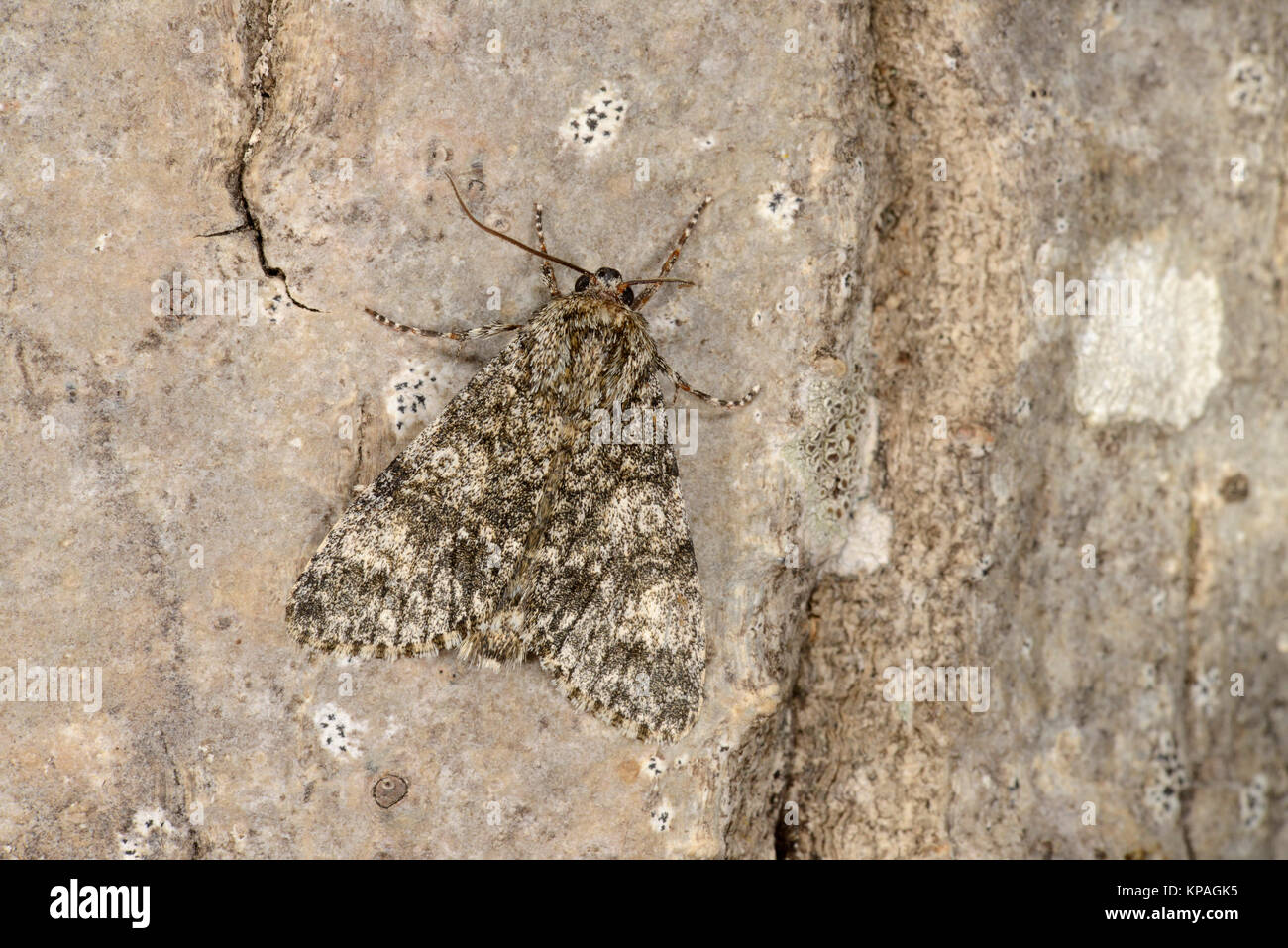 Poplar Grey Moth (Acronicta megacephala) adult at rest on tree trunk ...