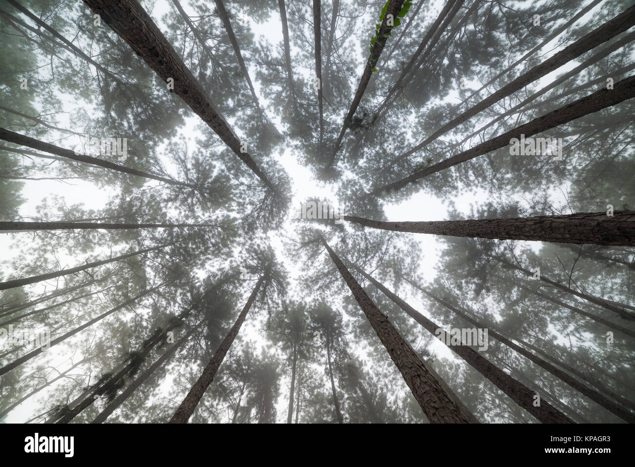 Ant Eye View High Resolution Stock Photography and Images - Alamy