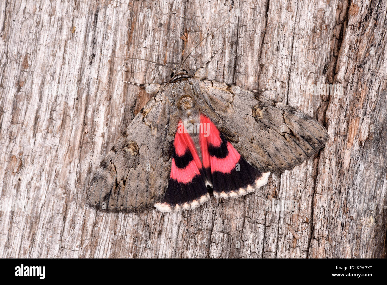 Underwing colour hi-res stock photography and images - Alamy