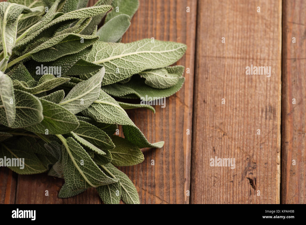 Fresh Sage Bundle Stock Photo - Alamy